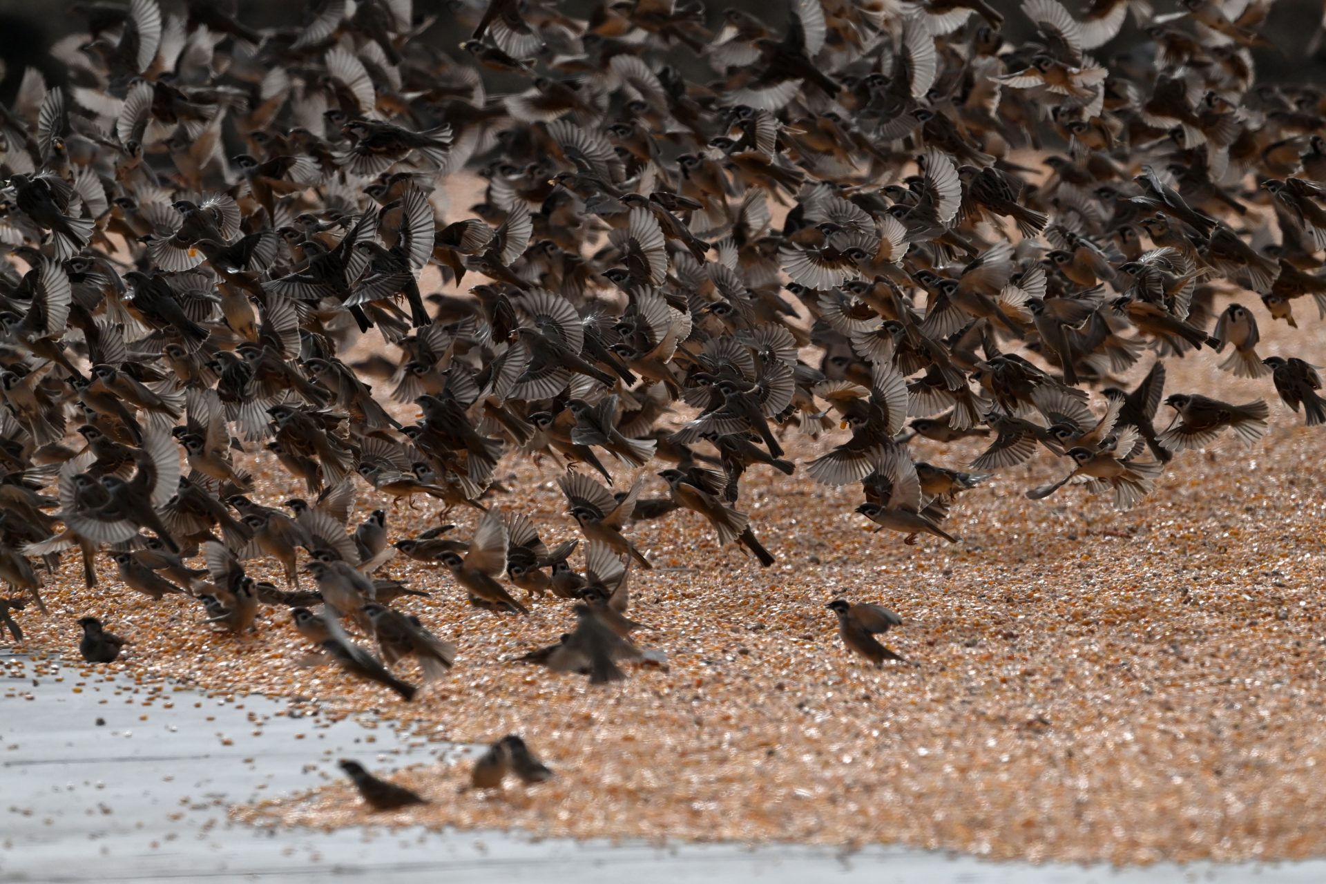 China’s decision to kill sparrows: The ecological disaster that cost ...