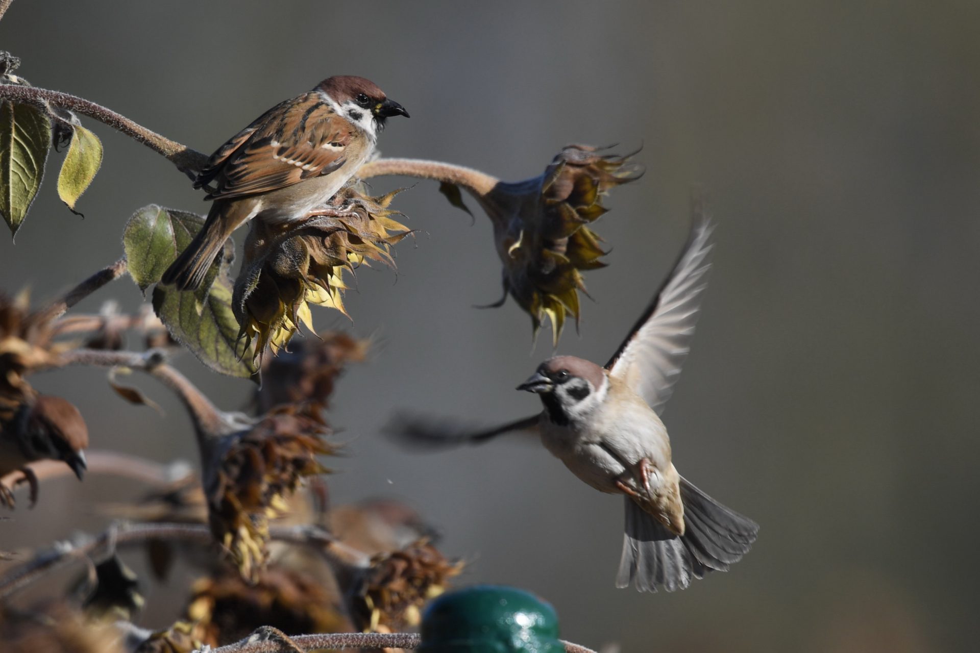 China decided to exterminate sparrows and millions of people died
