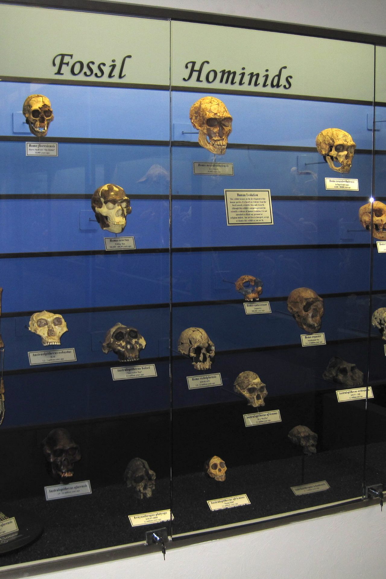 The discovery of a prehistoric human jaw bone could change human history