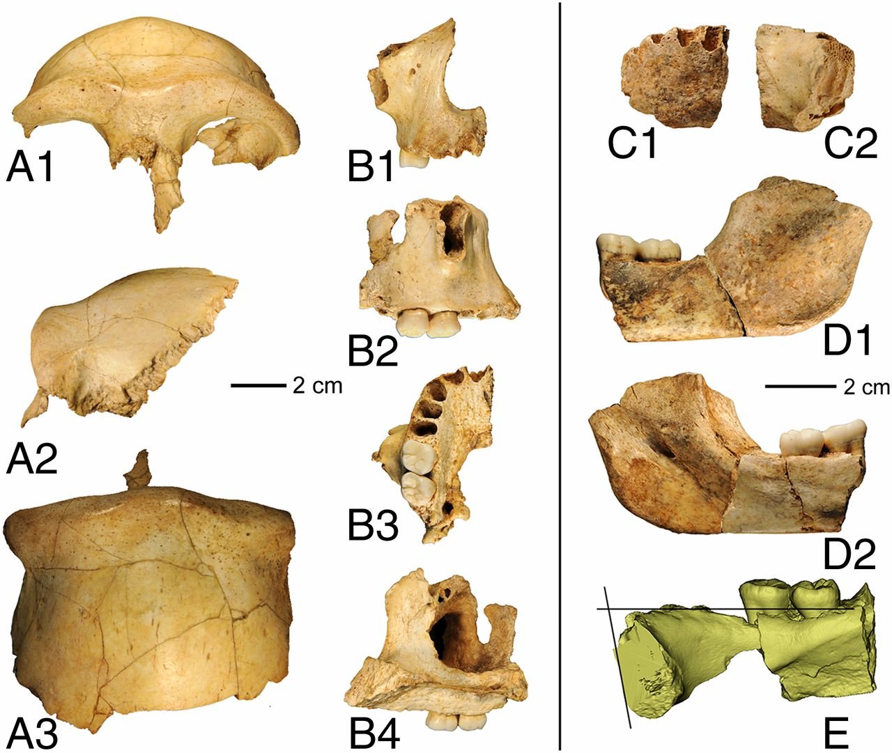 The discovery of a prehistoric human jaw bone could change human history