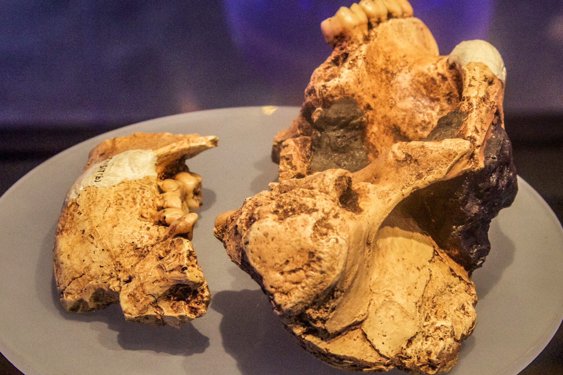 The discovery of a prehistoric human jaw bone could change human history