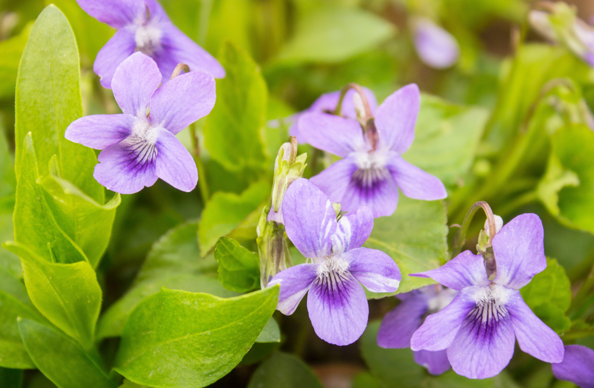 The official flowers of every US state