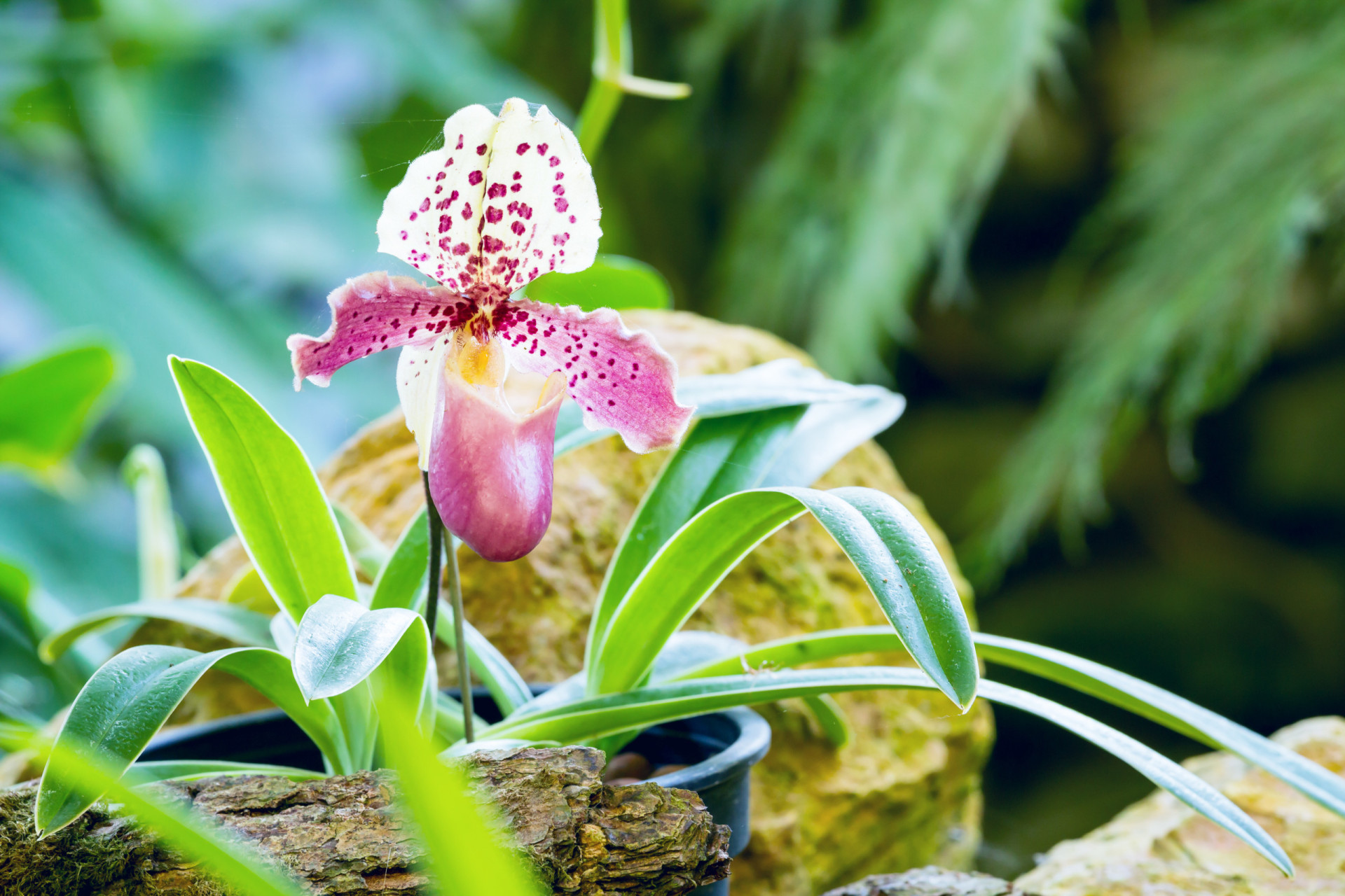 The official flowers of every US state