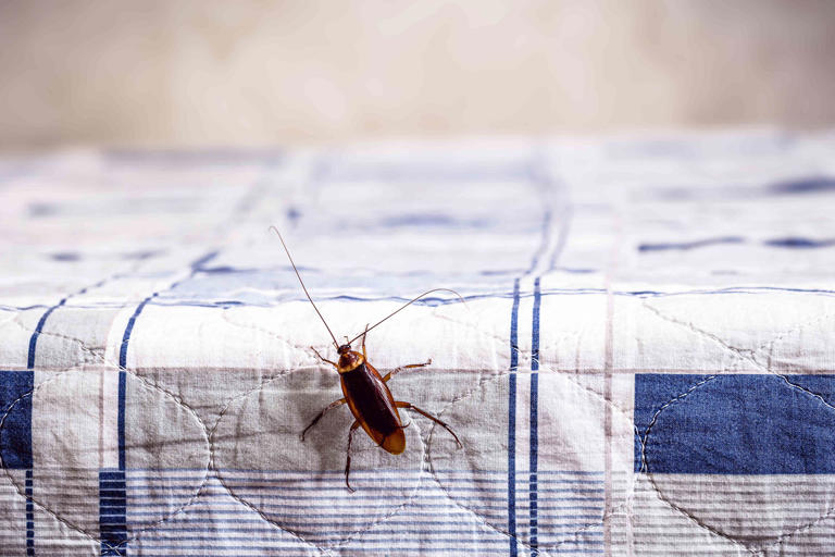 How to keep roaches out of your house for good