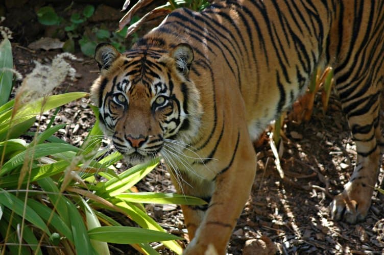 Meet the Rarest Tiger on Earth