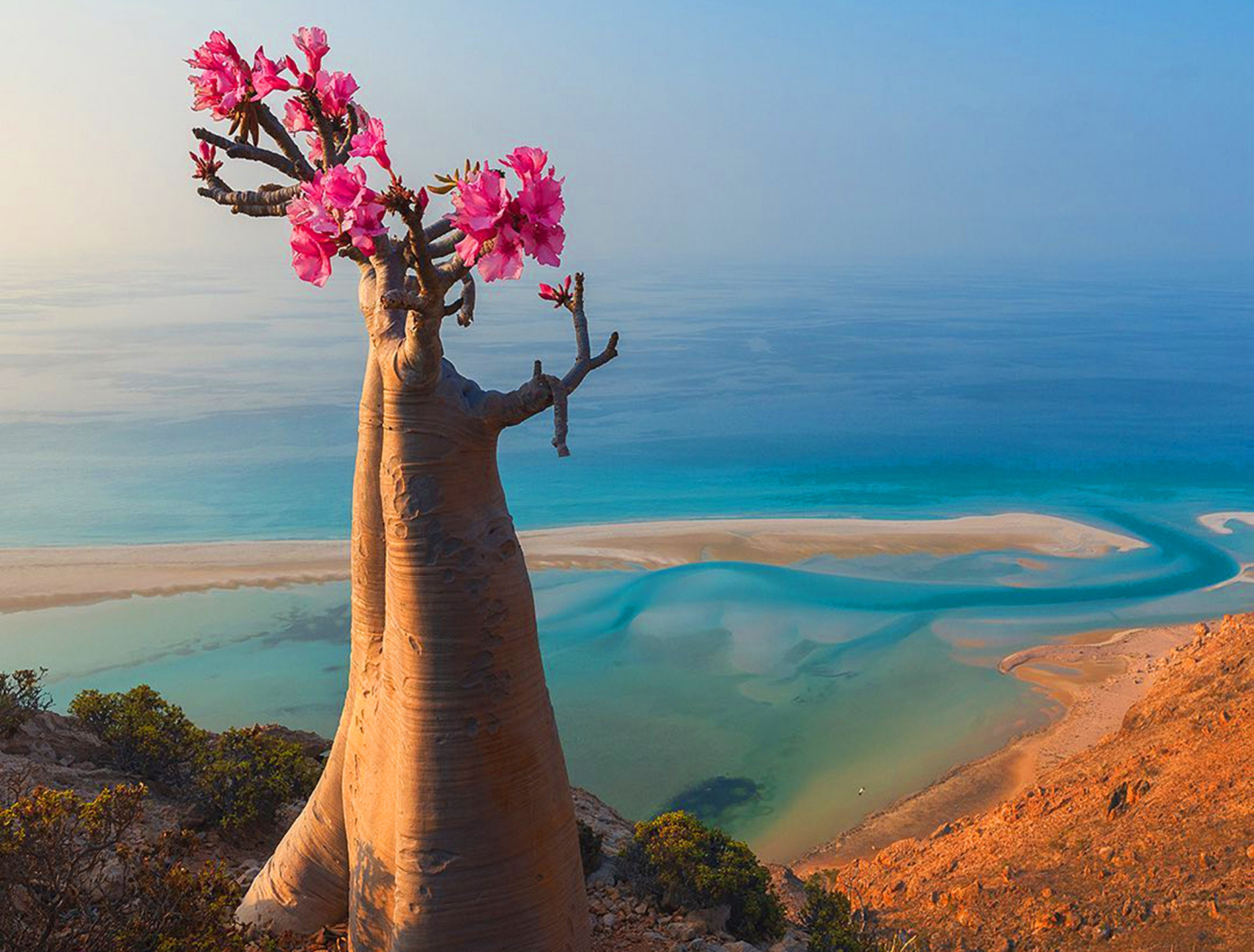 Die Insel Sokotra: Der wohl weltfremdeste Ort auf unserem Planeten