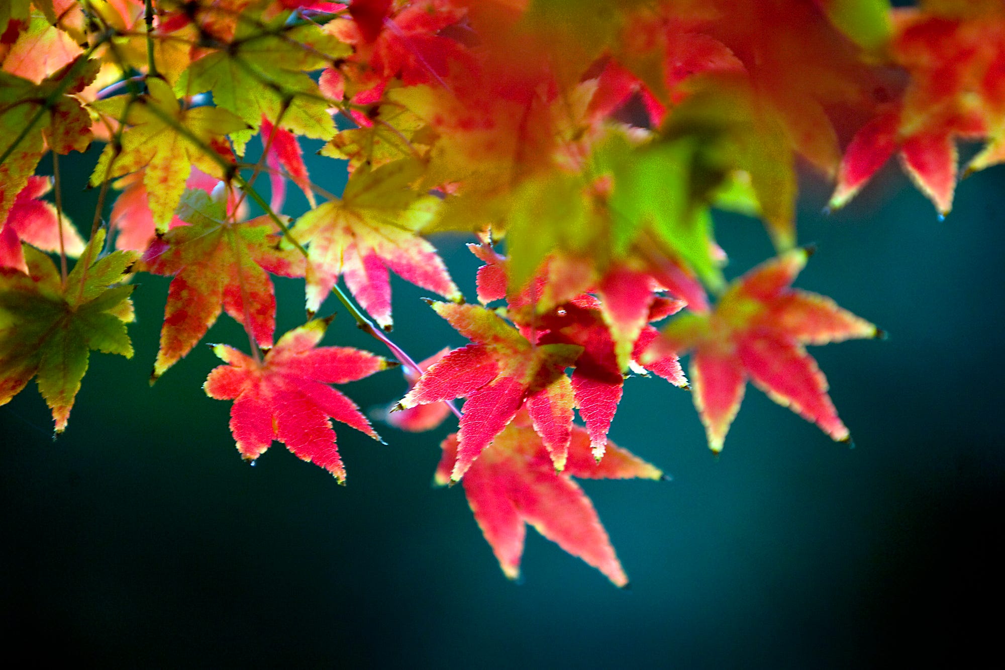 When does fall start in 2024? See autumn dates and when leaves will ...