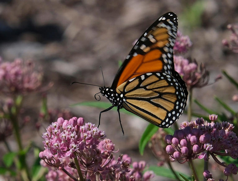 Monarch butterfly fall migration 2025: See map of when, where to see ...