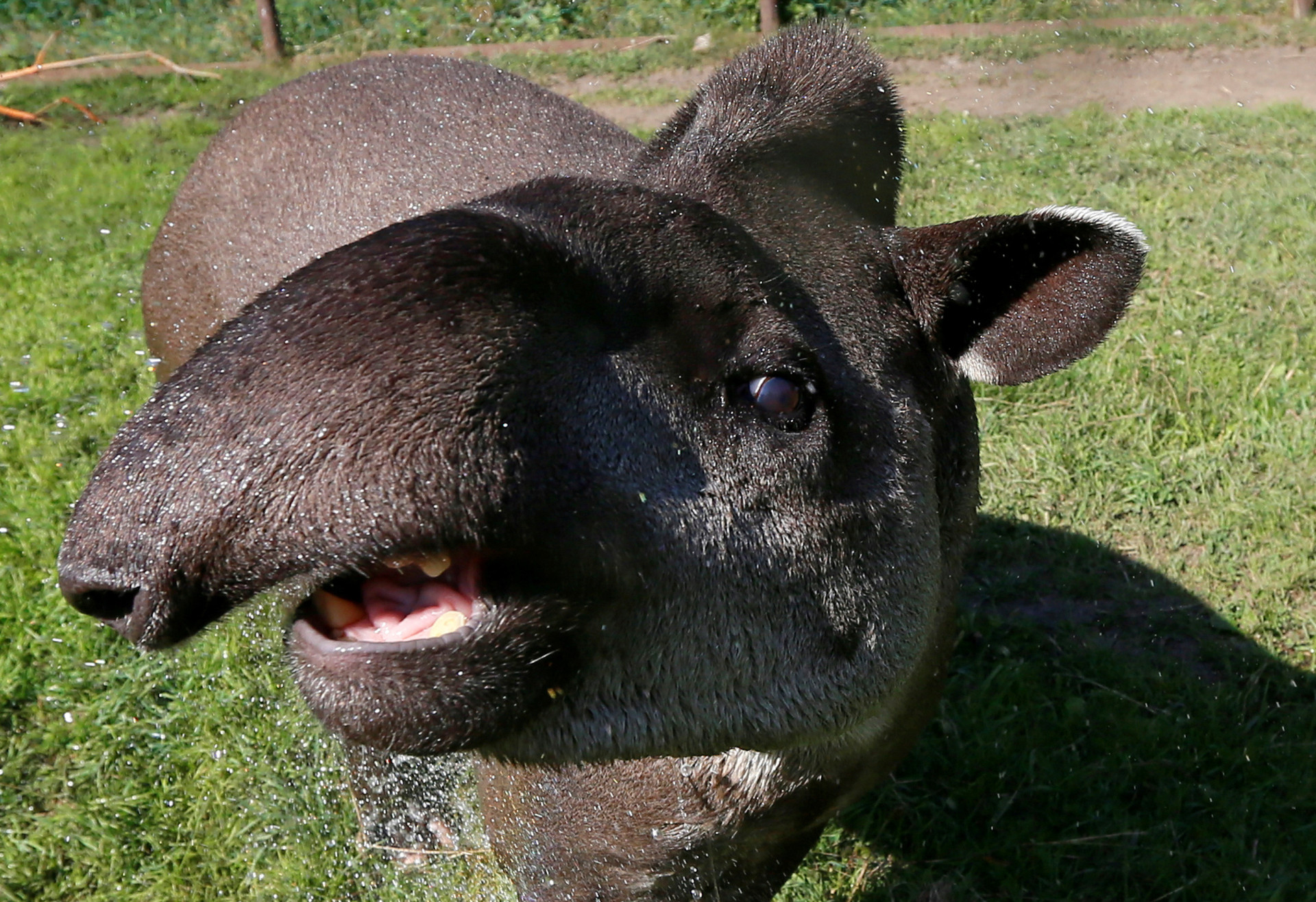 The deadliest zoo attacks in history