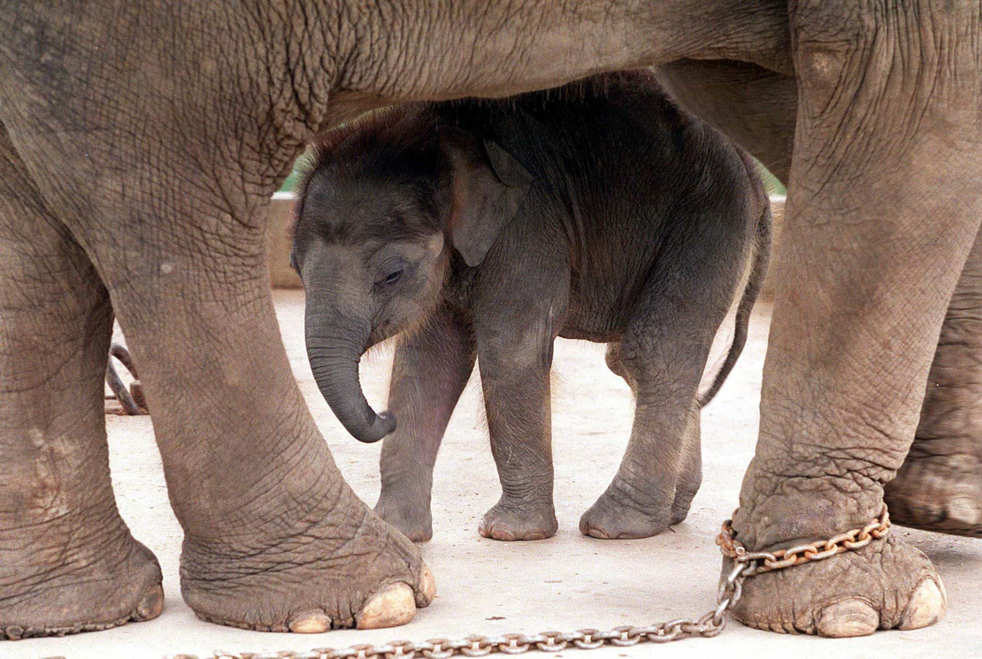 The deadliest zoo attacks in history