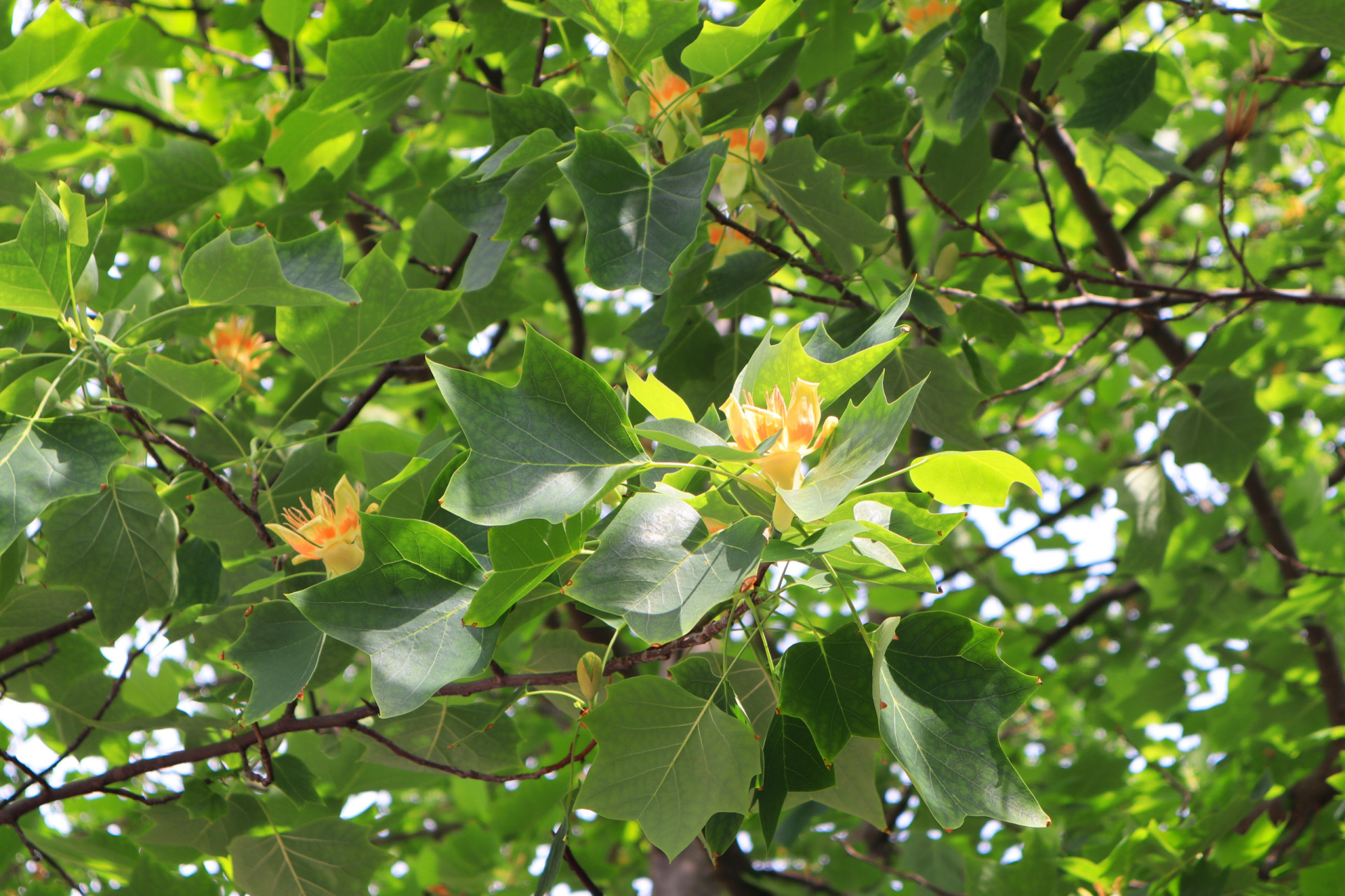 The official trees of every US state