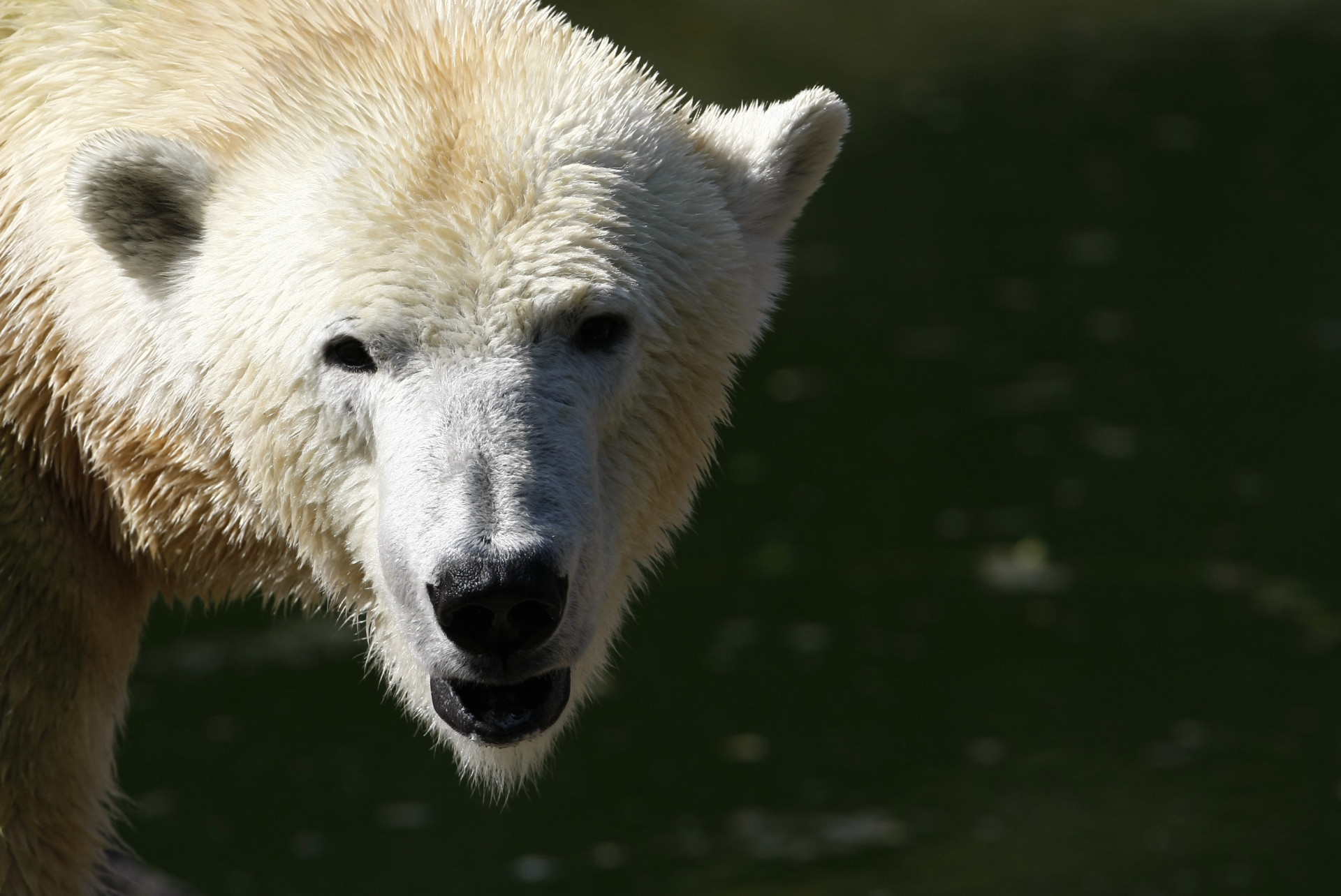 The deadliest zoo attacks in history