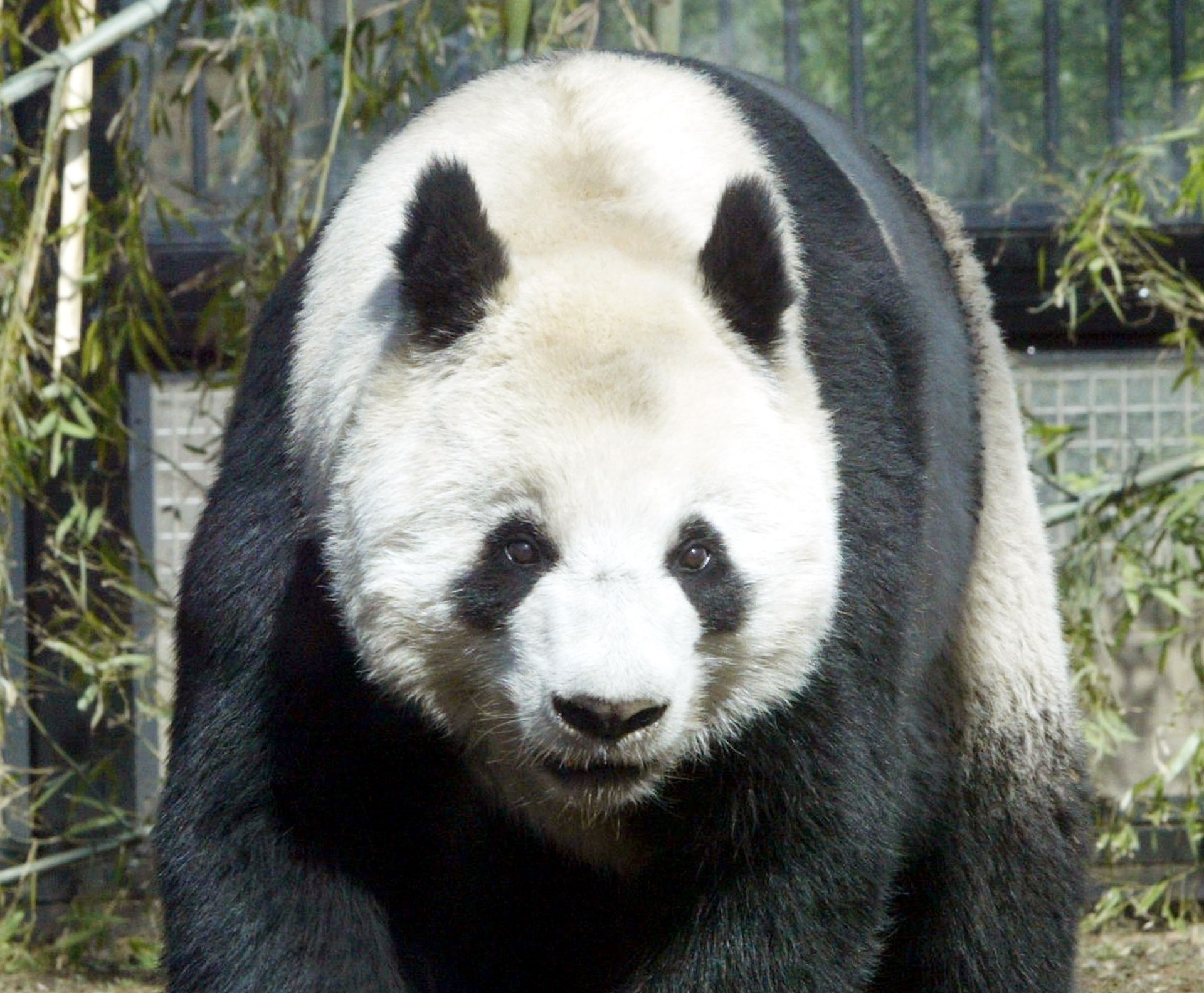 The deadliest zoo attacks in history