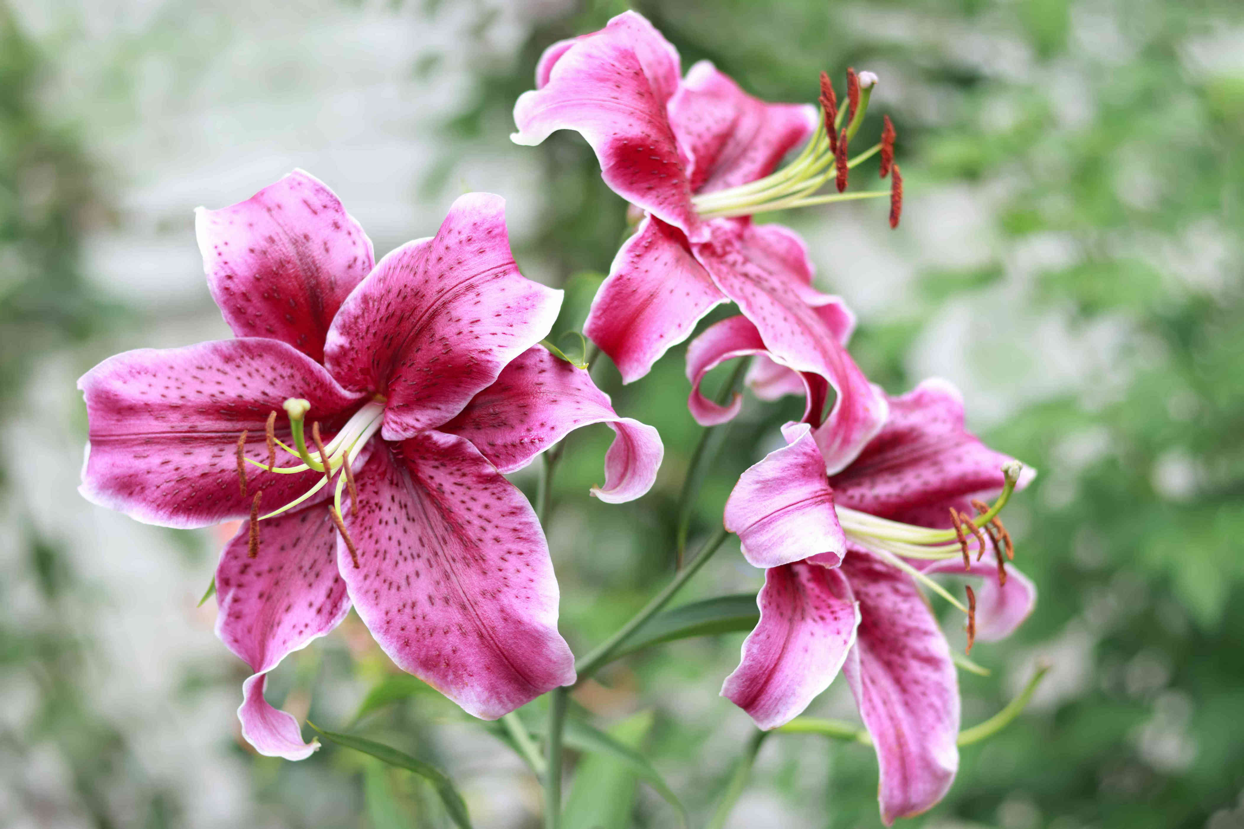 How to Grow and Care for Lily Flowers How to Grow and Care for Lily Flowers
