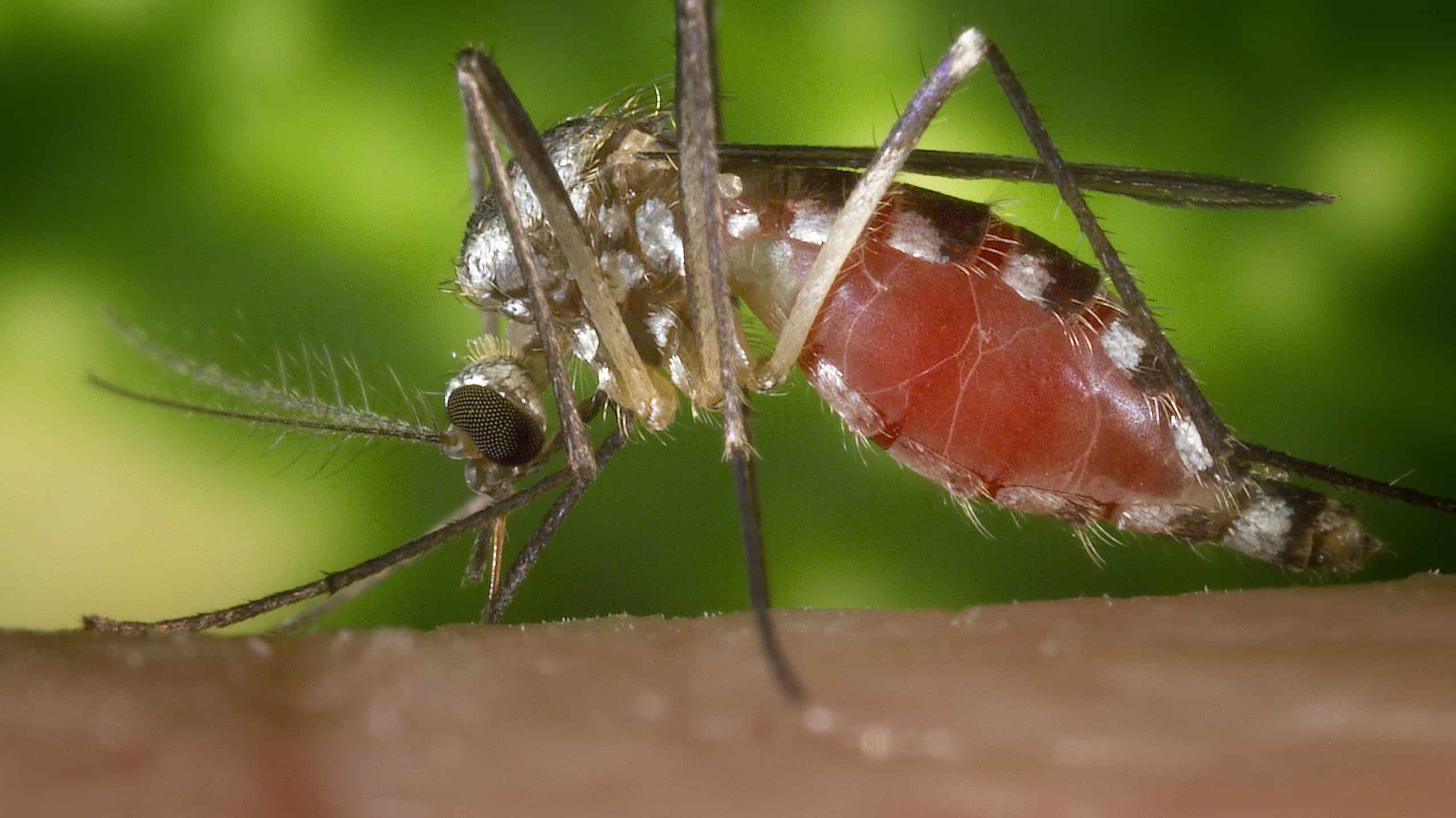 These Are The Most Dangerous Insects in the U.S.
