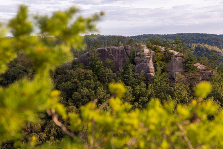 Dozens of U.S. Forest Service workers in Daniel Boone National Forest ...