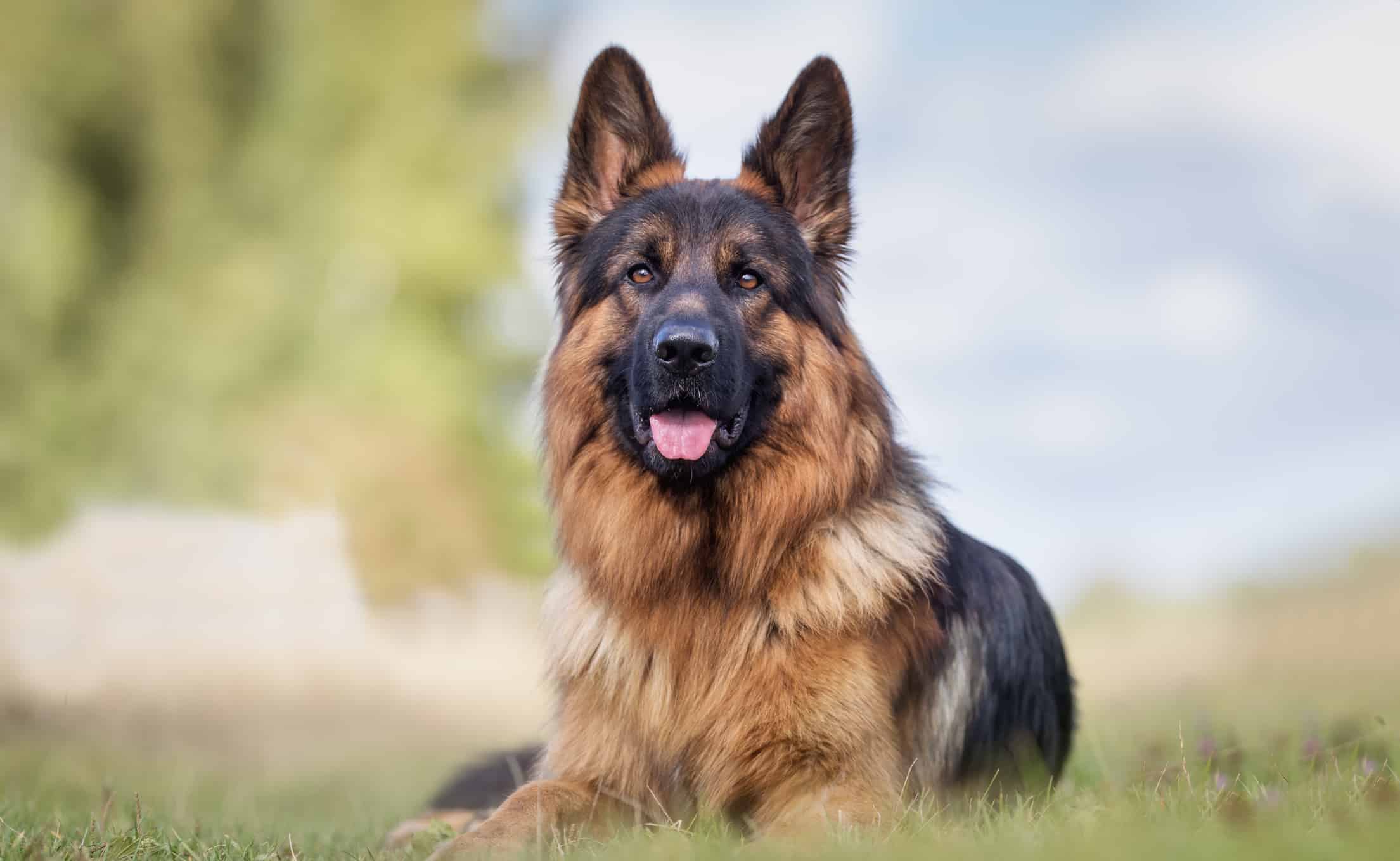 Real and Fictional Animals That Have Stars on Hollywood’s Walk of Fame