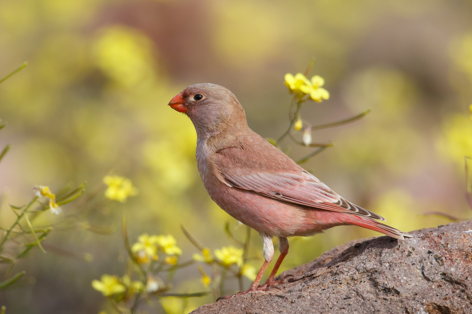What do you know about Europe's only desert?