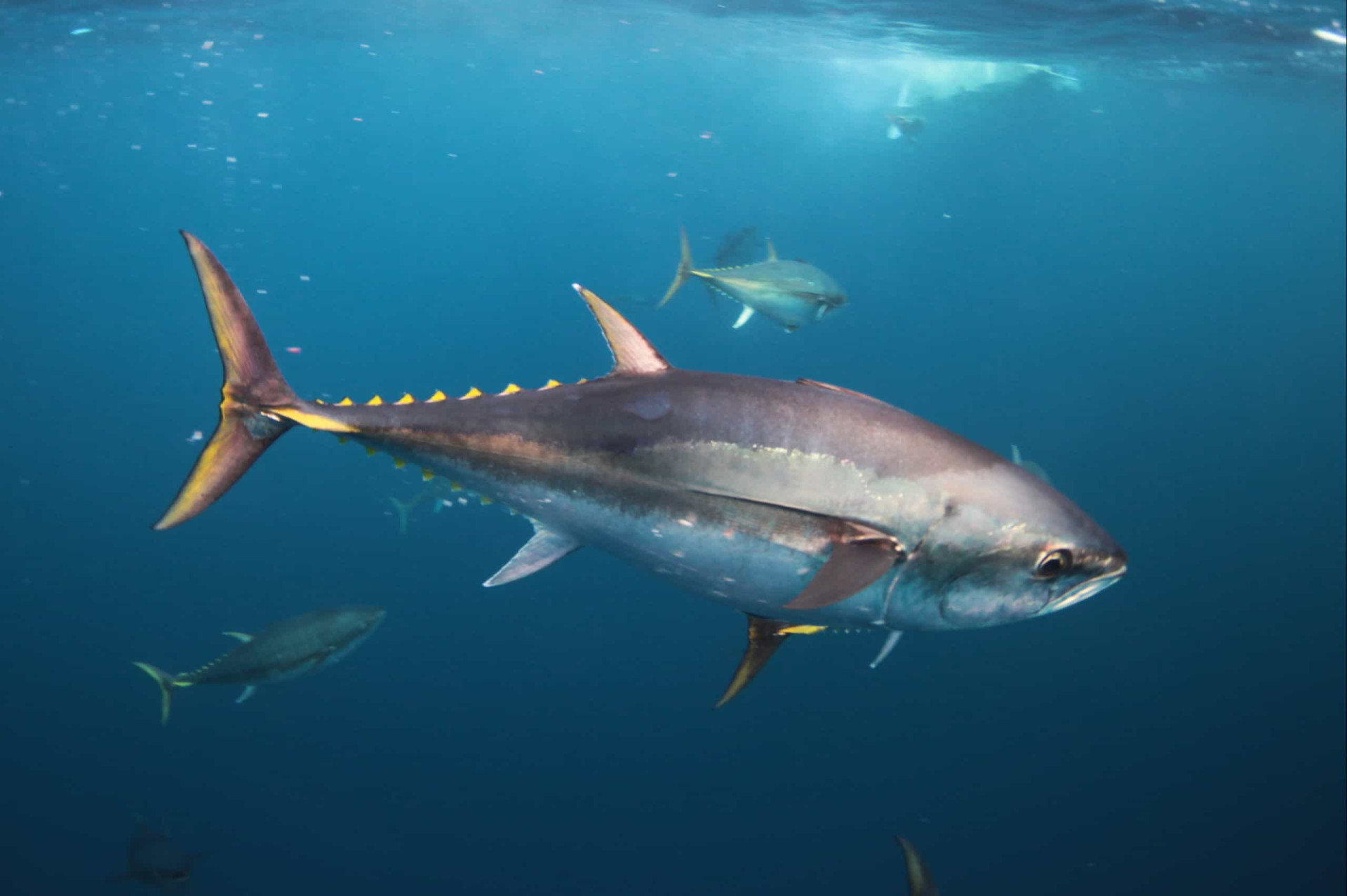 Is it still safe to eat tuna?