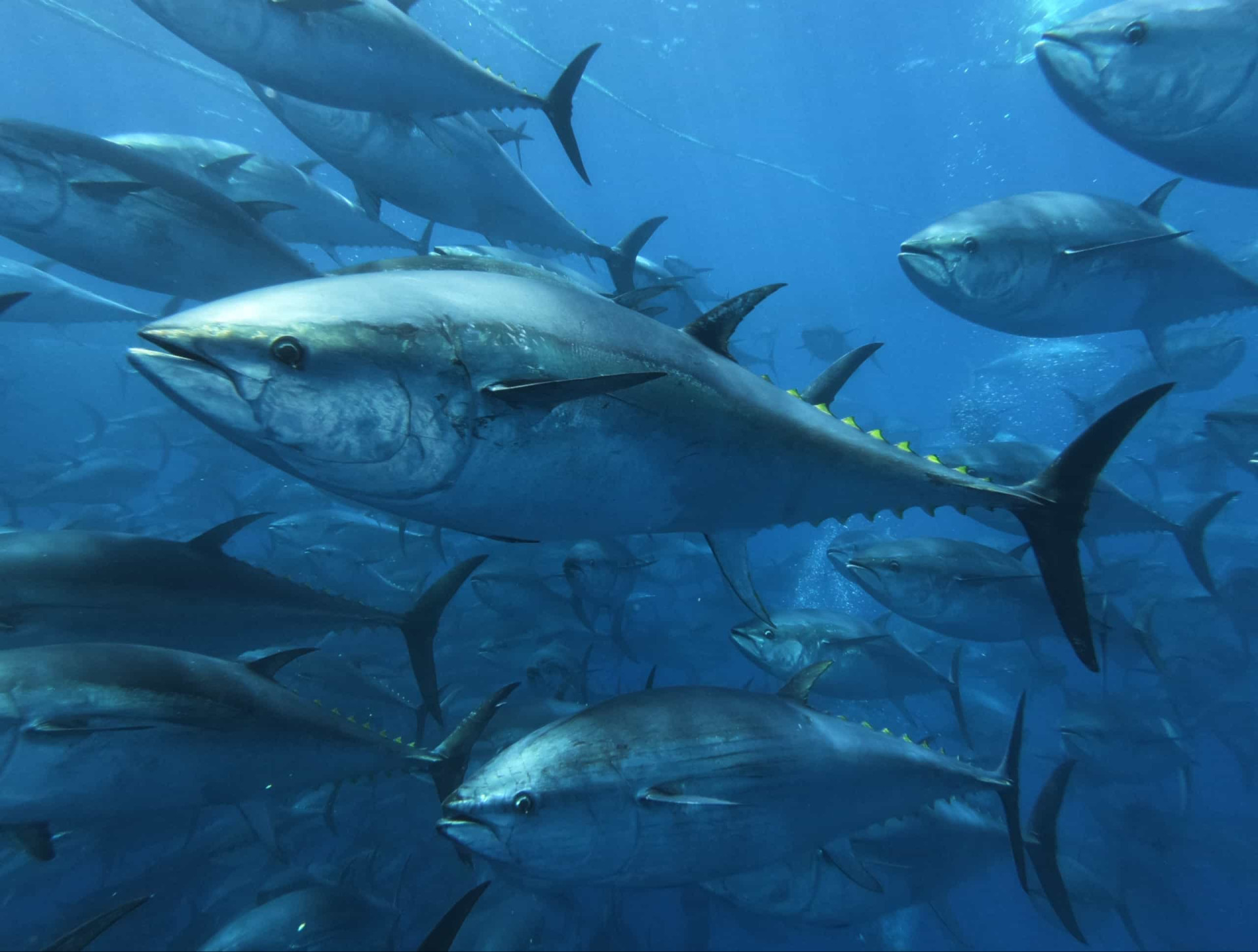 Is it still safe to eat tuna?