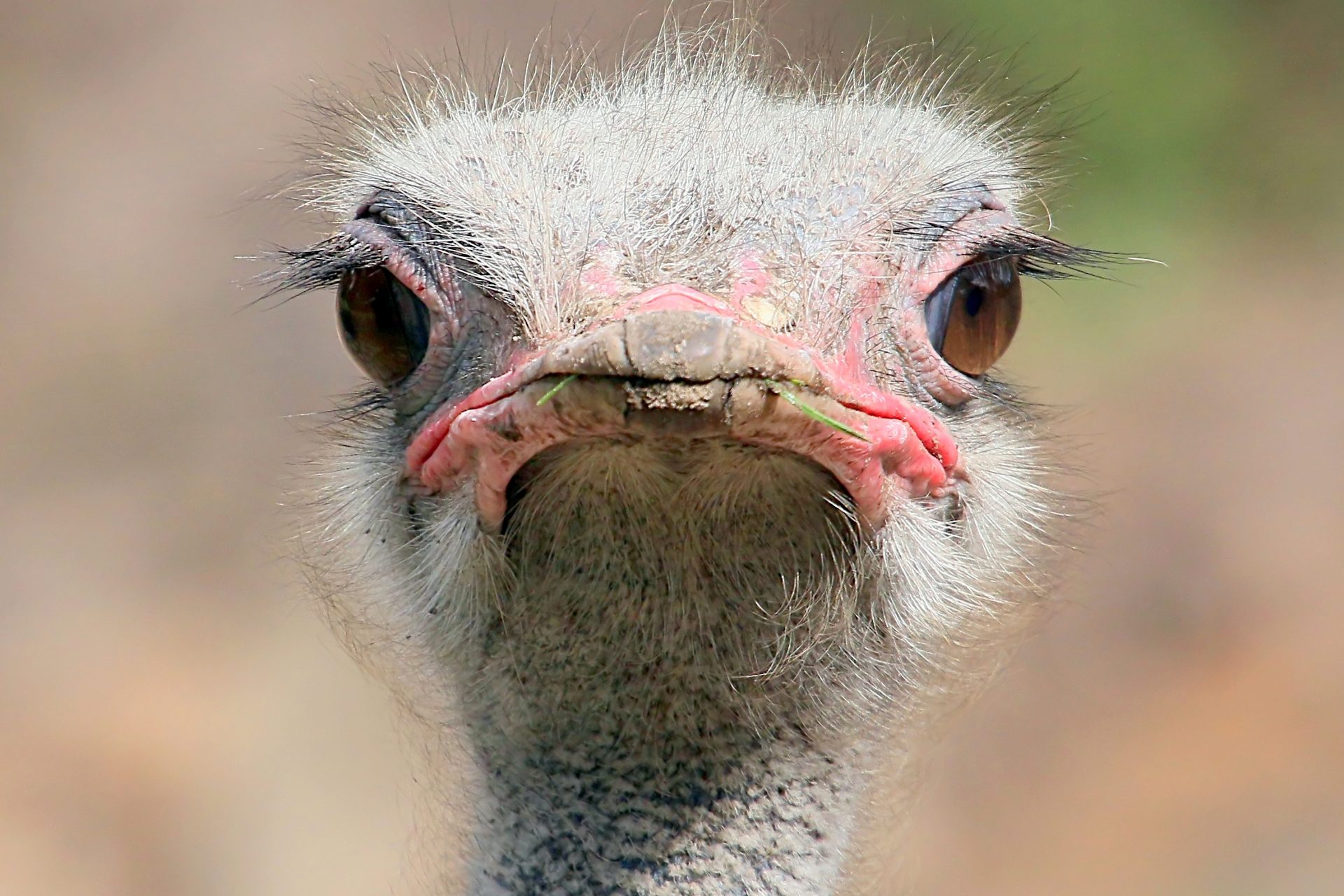 Ces photos d'animaux trop rigolos vont vous faire craquer