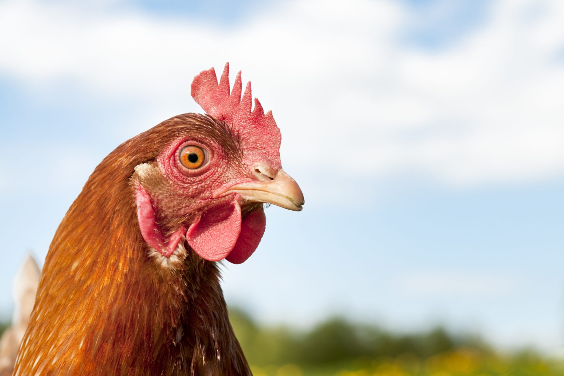 Animal consciousness is way more sophisticated than previously thought