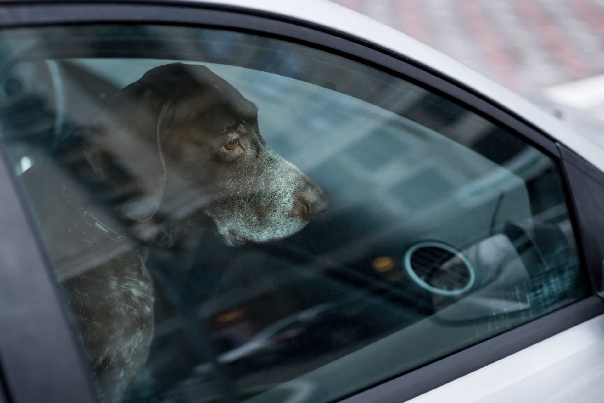 The most common mistakes dog owners make
