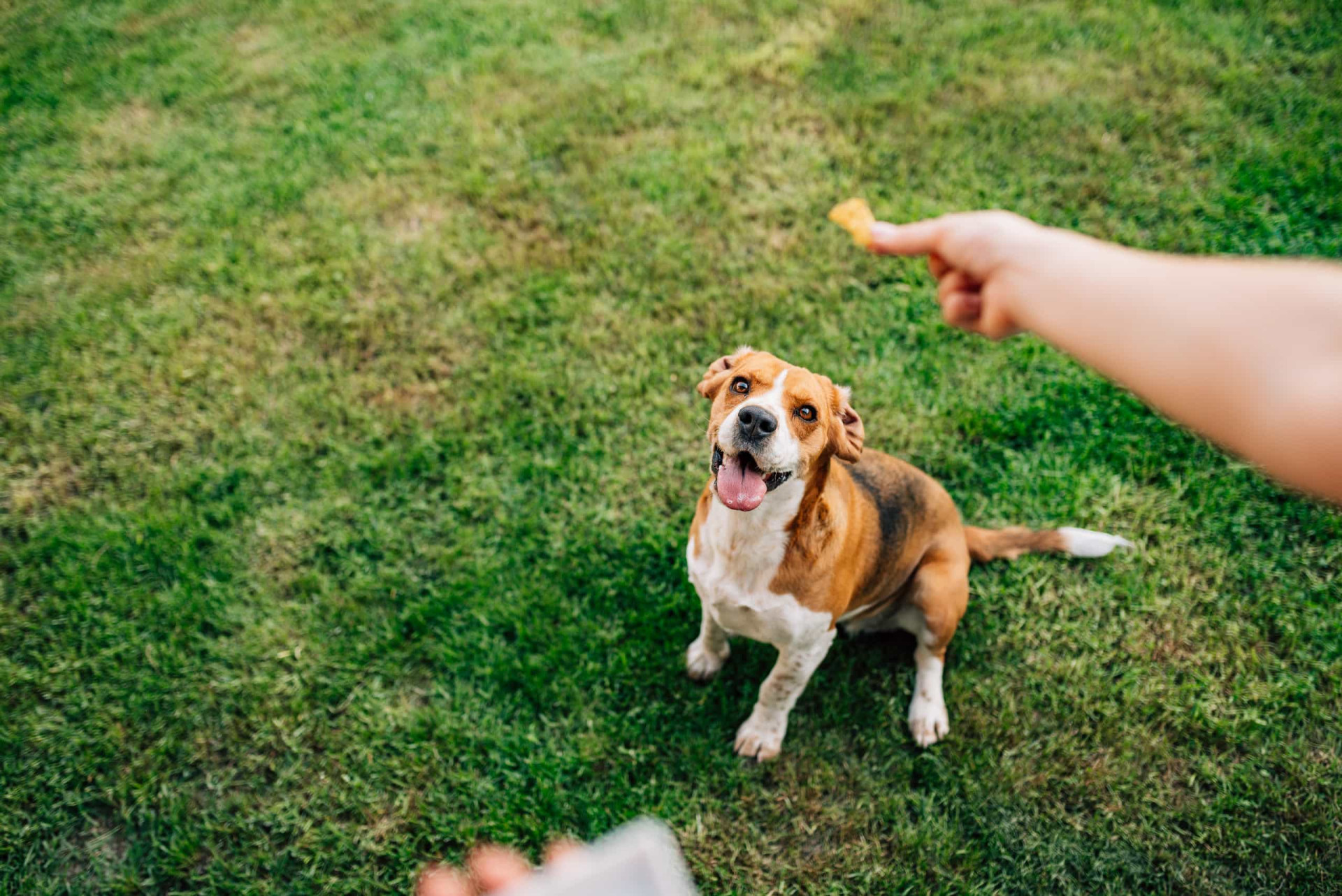 The most common mistakes dog owners make