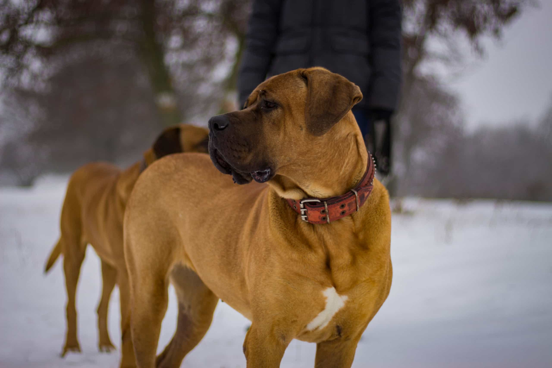 Dog breeds that are banned in some countries