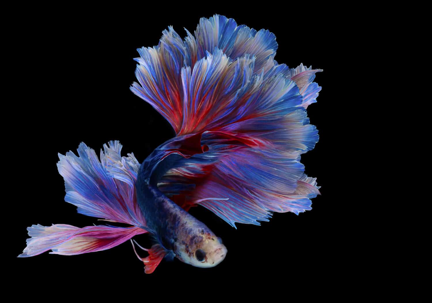 Blue Fish Are a Stunning Addition to an Aquarium