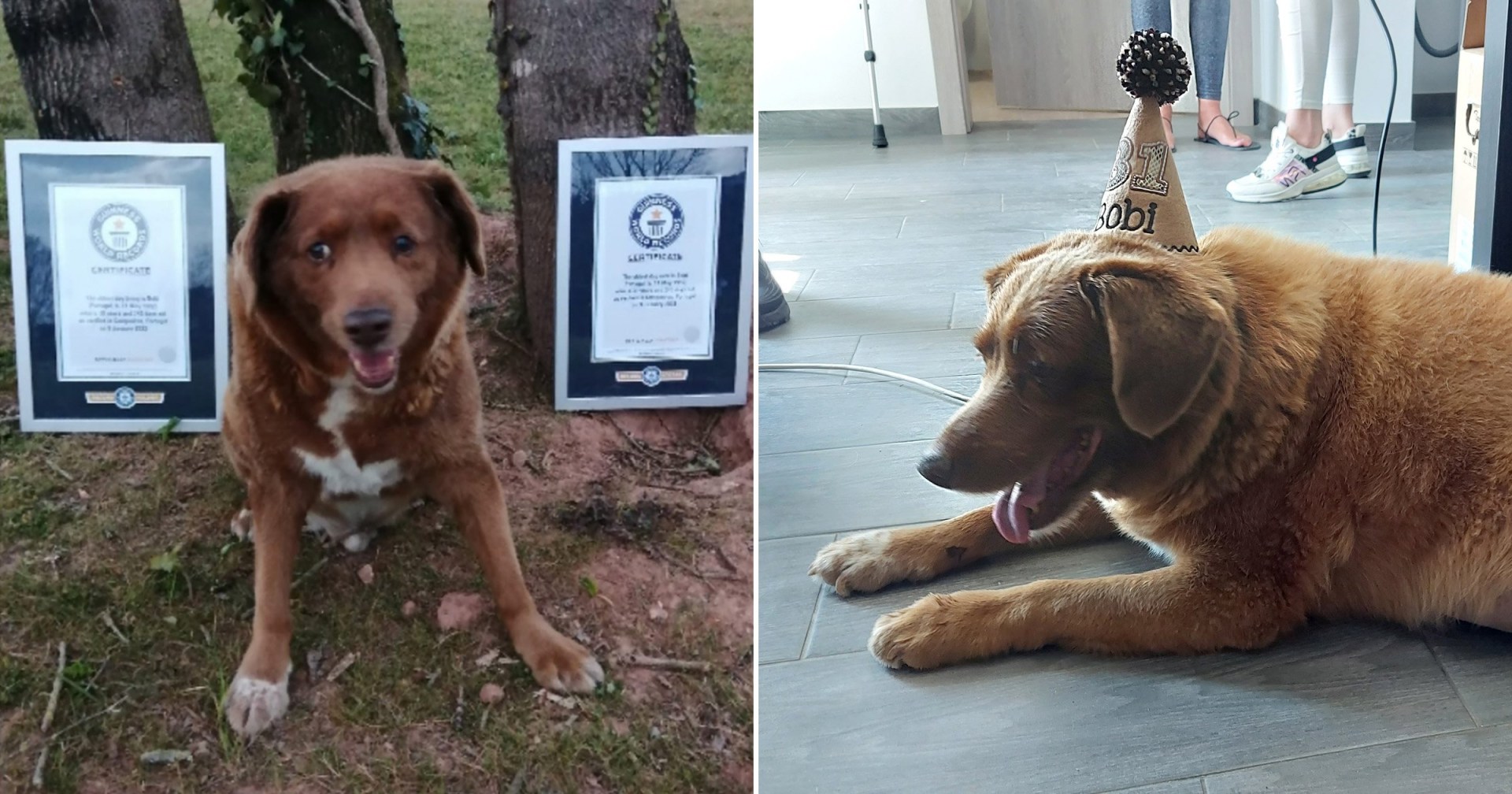 Bobi, the oldest dog in history, dies aged 31