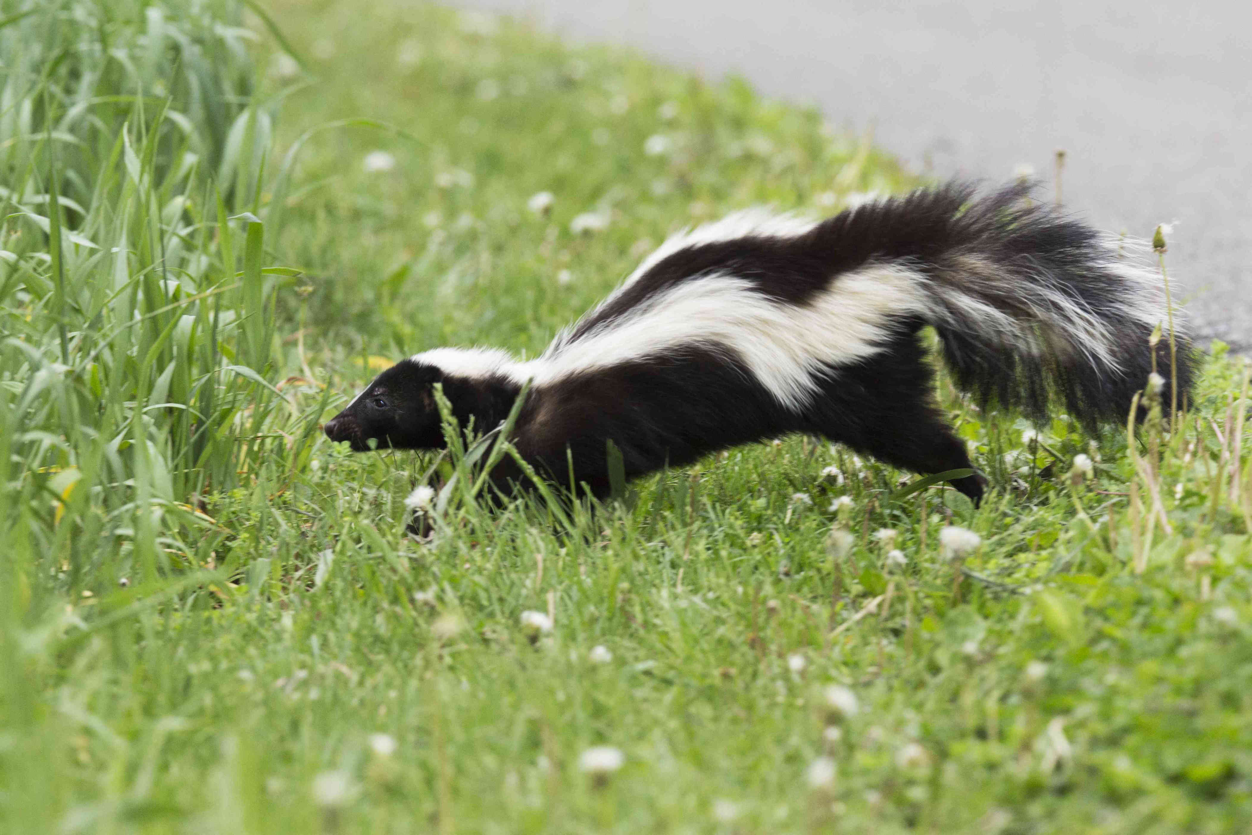 How to Remove a Skunk Safely And Skunk Smell