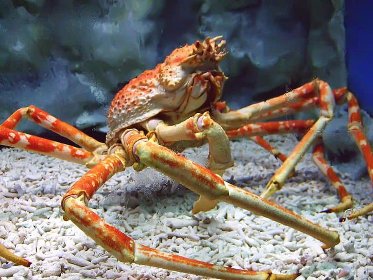 The Top 23 Strangest and Most Bizarre Animals Still on the Planet Today
