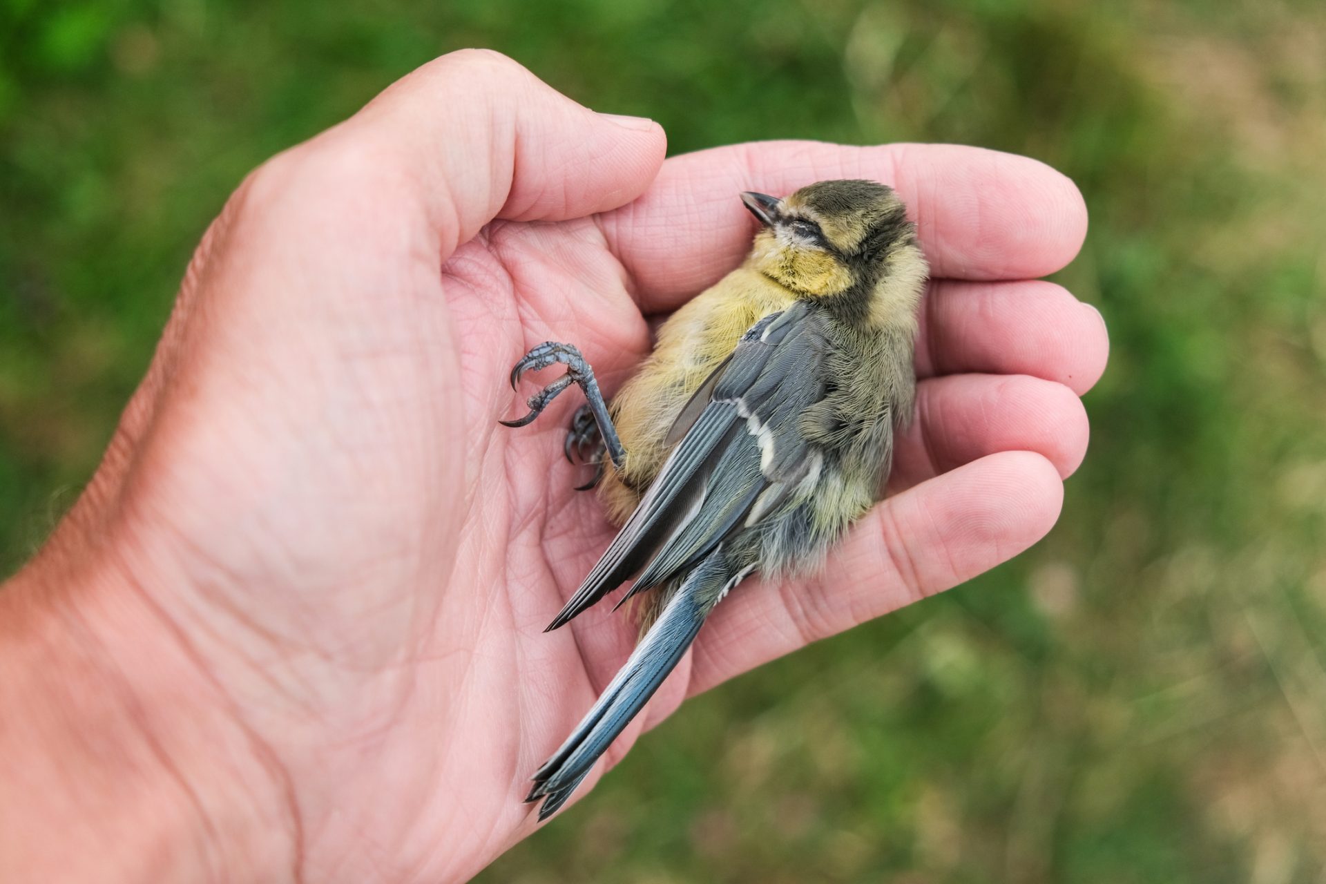 Something weird is going on with the world's smallest birds