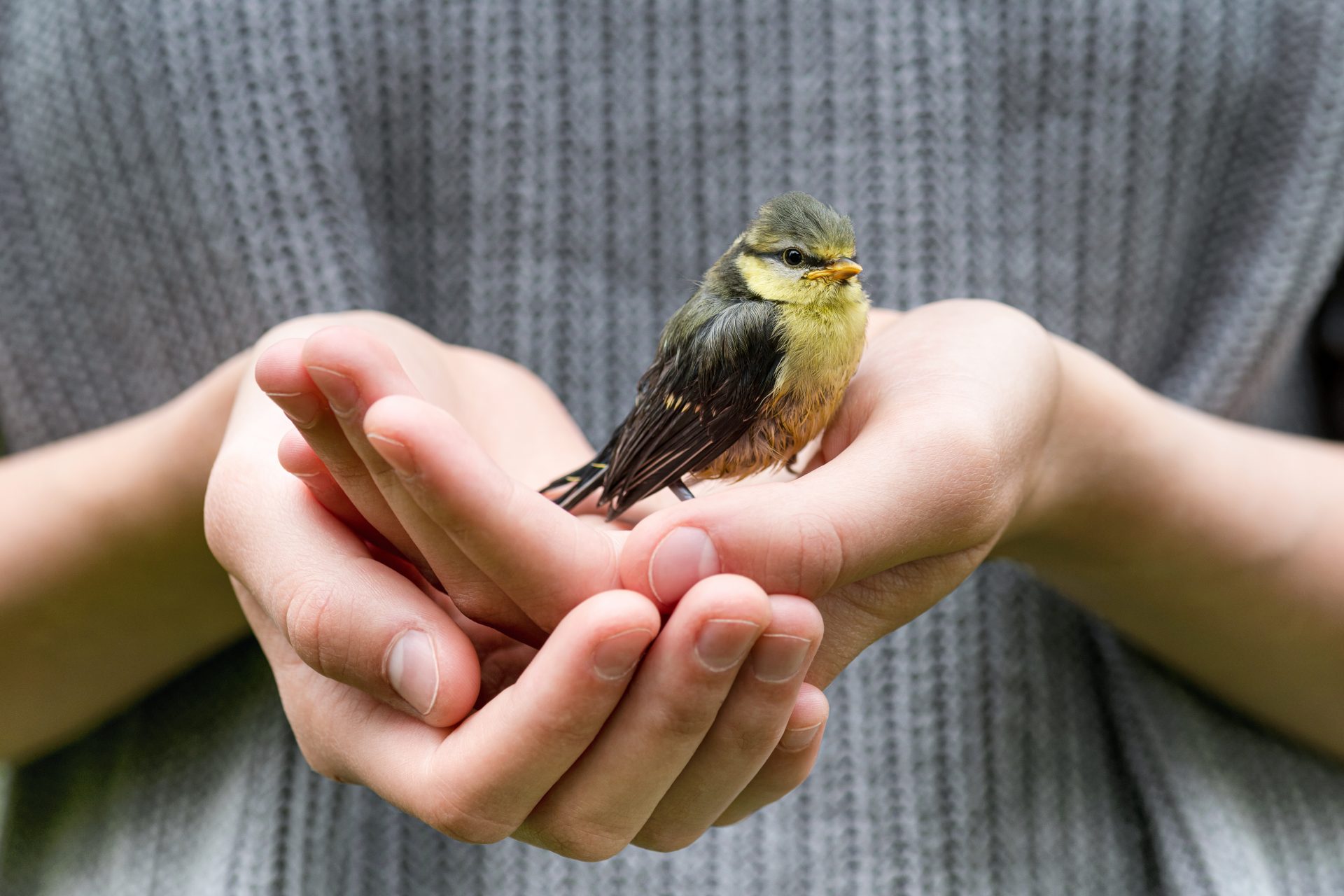 Something weird is going on with the world's smallest birds