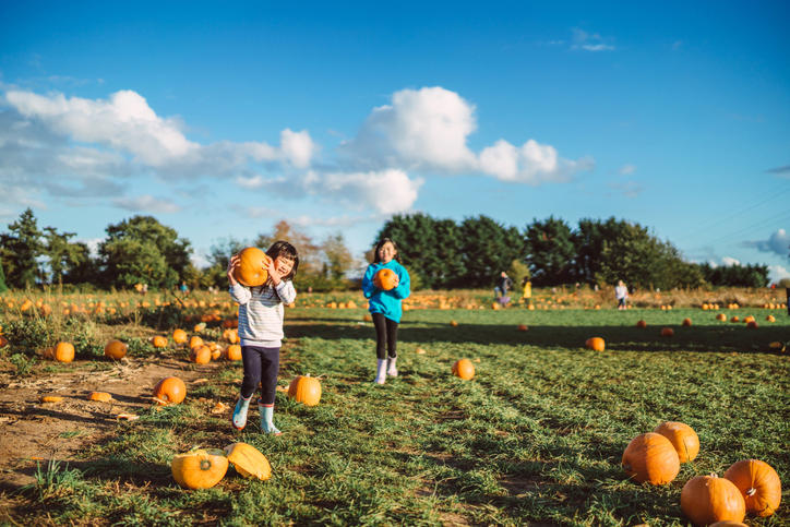Brits Shocked to Learn Truth About 'Pumpkin Picking'
