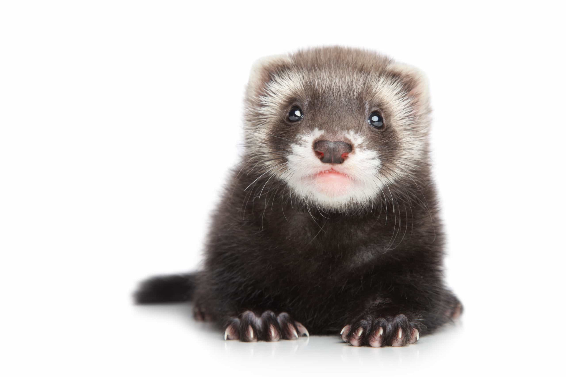 The best pet for you, according to your zodiac sign