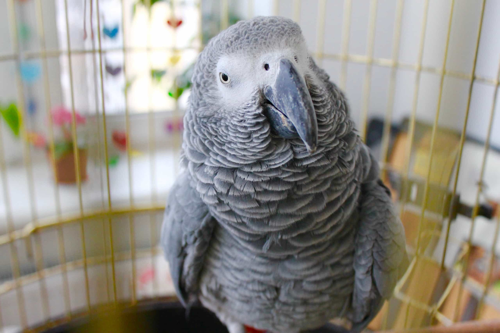 The best pet for you, according to your zodiac sign