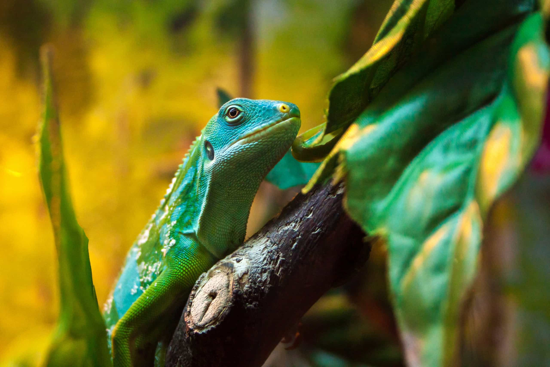 The best pet for you, according to your zodiac sign