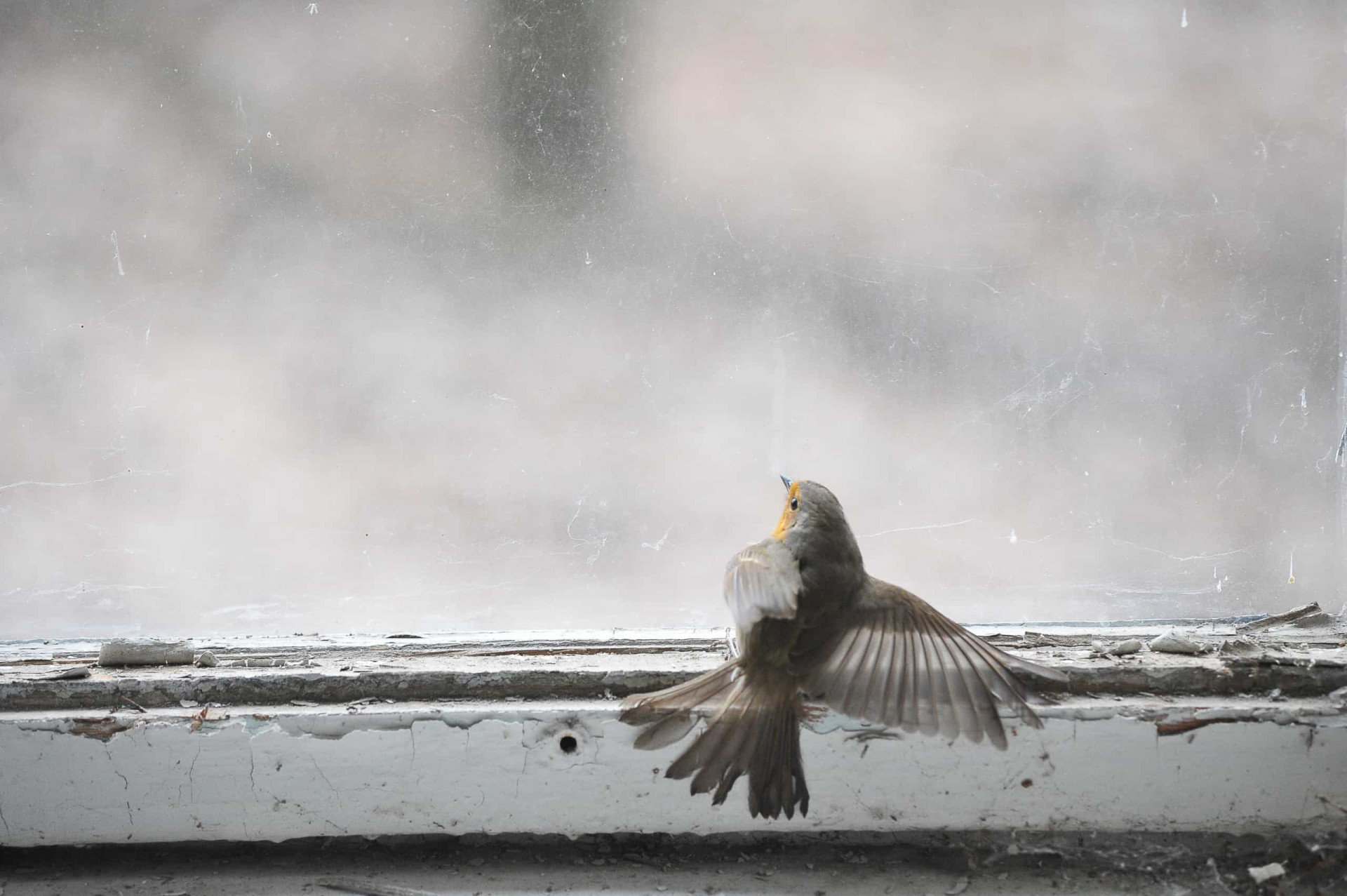 The radioactive animals of Chernobyl