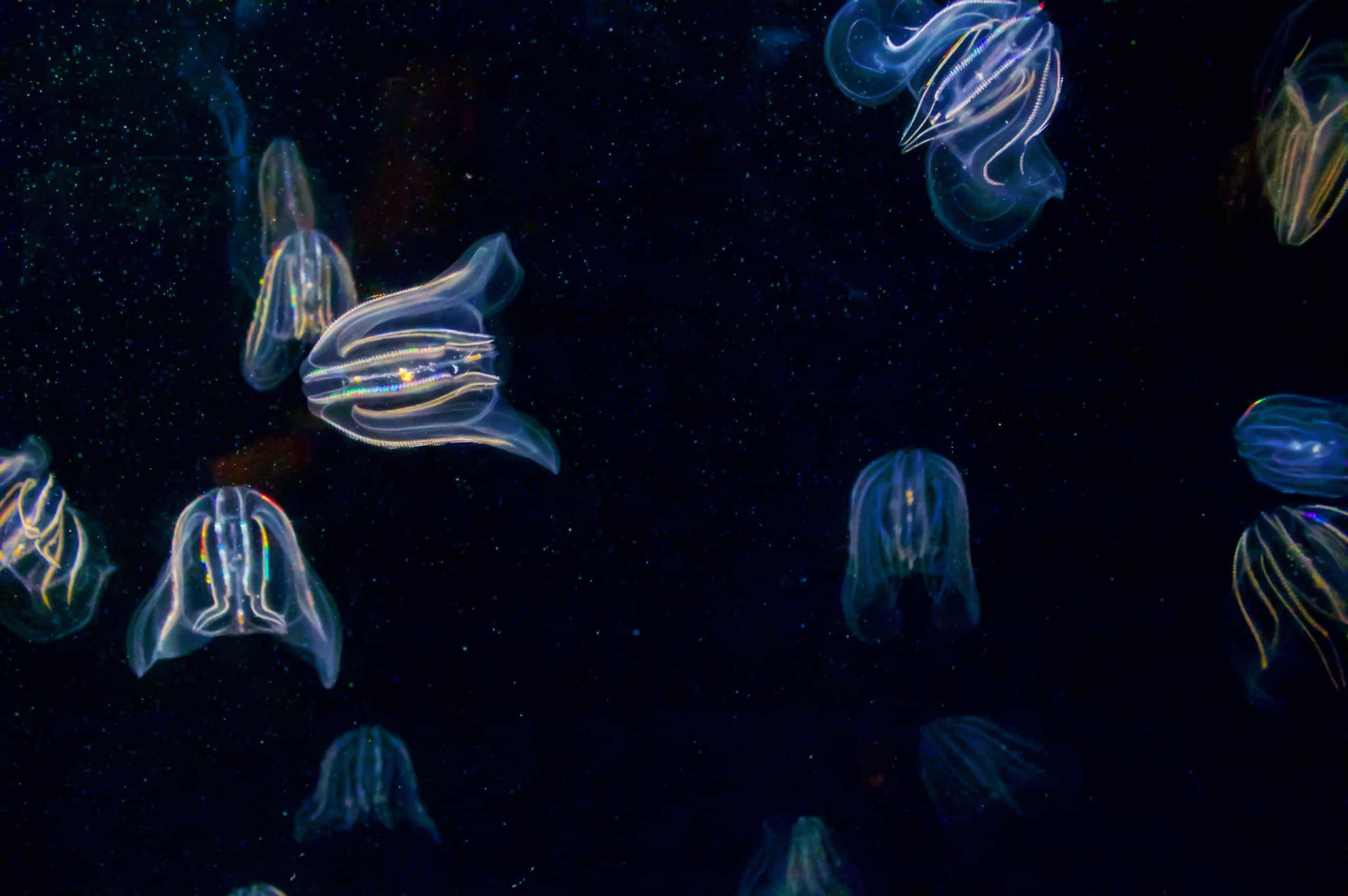 Amazing creatures with sixth senses