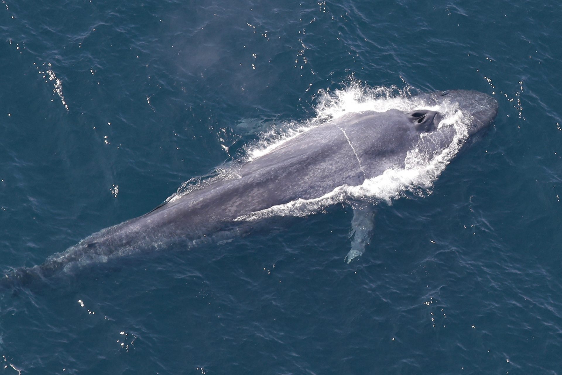 Ces 15 faits et curiosités sur la baleine bleue vont vous fasciner