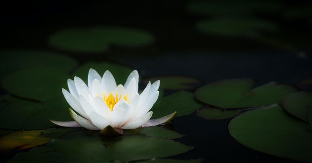 Holy Gardening: 9 Plants With Religious Significance