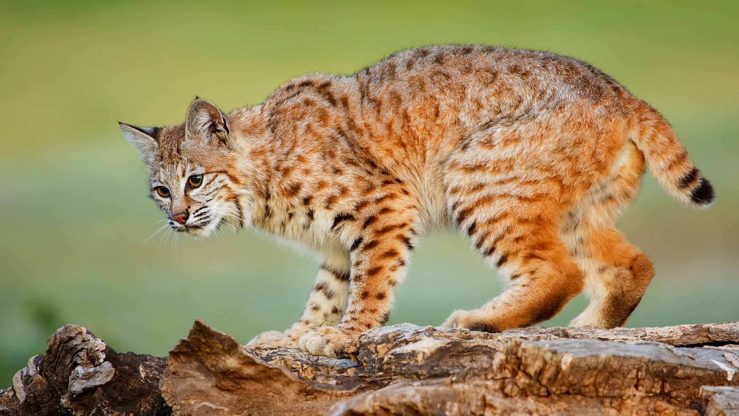 Which US state has the most bobcats?
