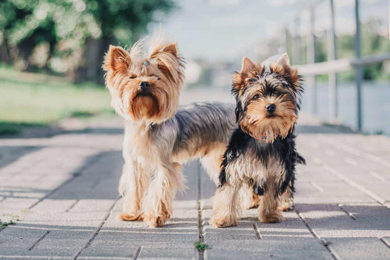 The 7 Types of Yorkie Breeds and How to Choose the Best One