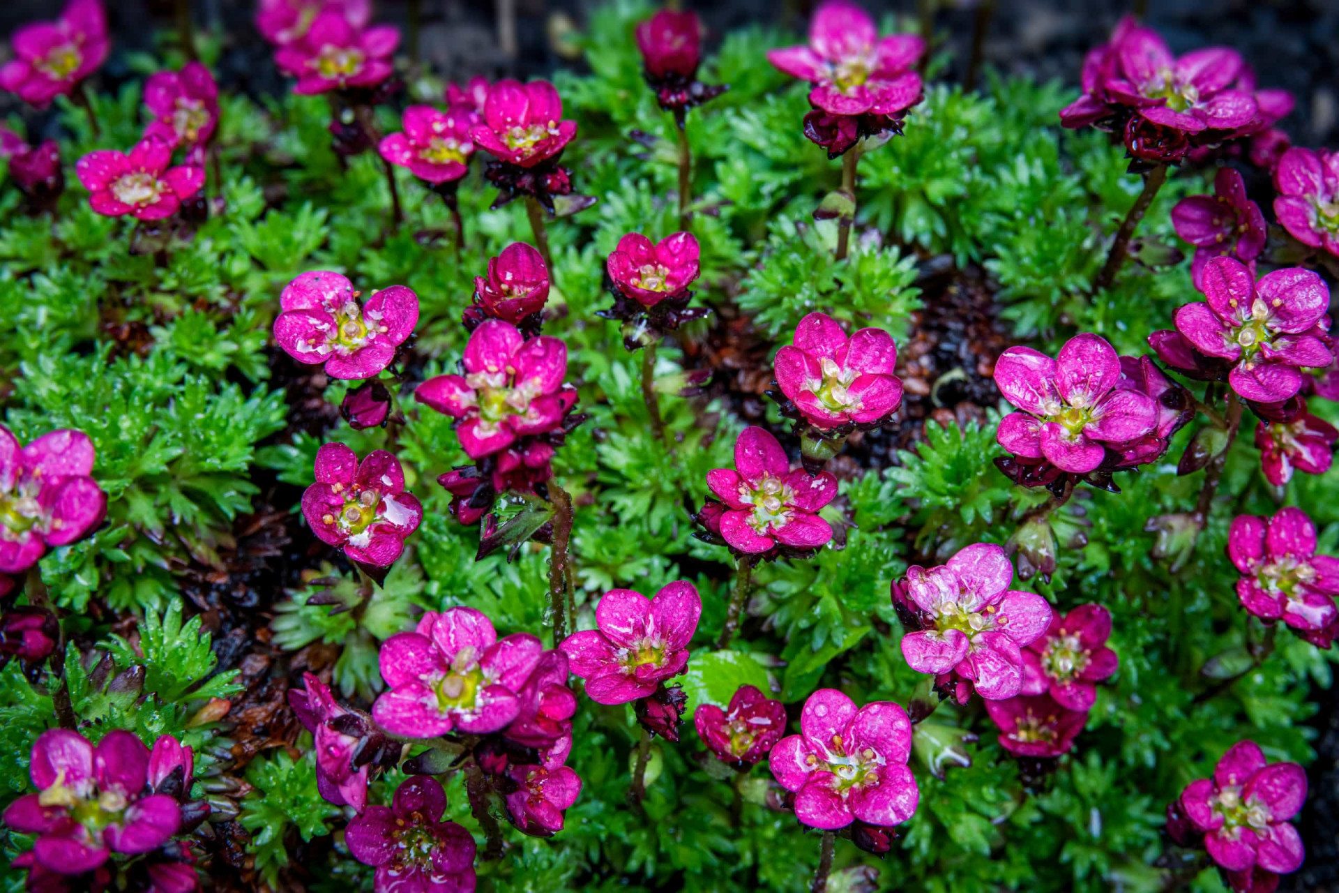 The most roach-infested US cities