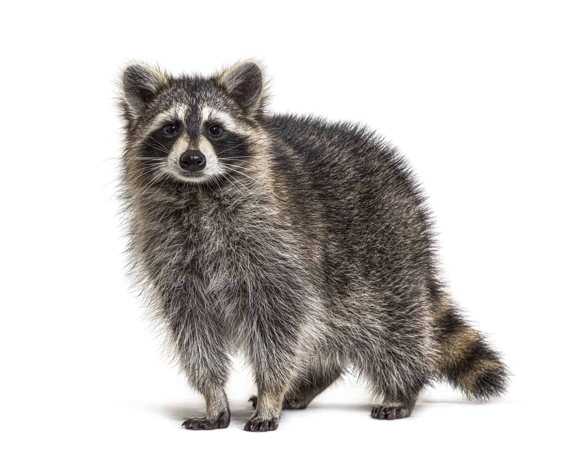 Natural Raccoon Predators: What Animal Eats Raccoons?