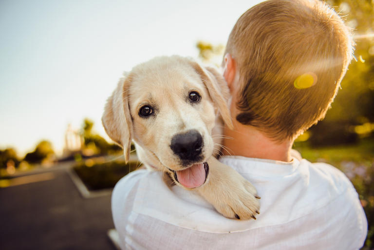 The best gifts for pets (and their parents): 35+ ideas that the ...