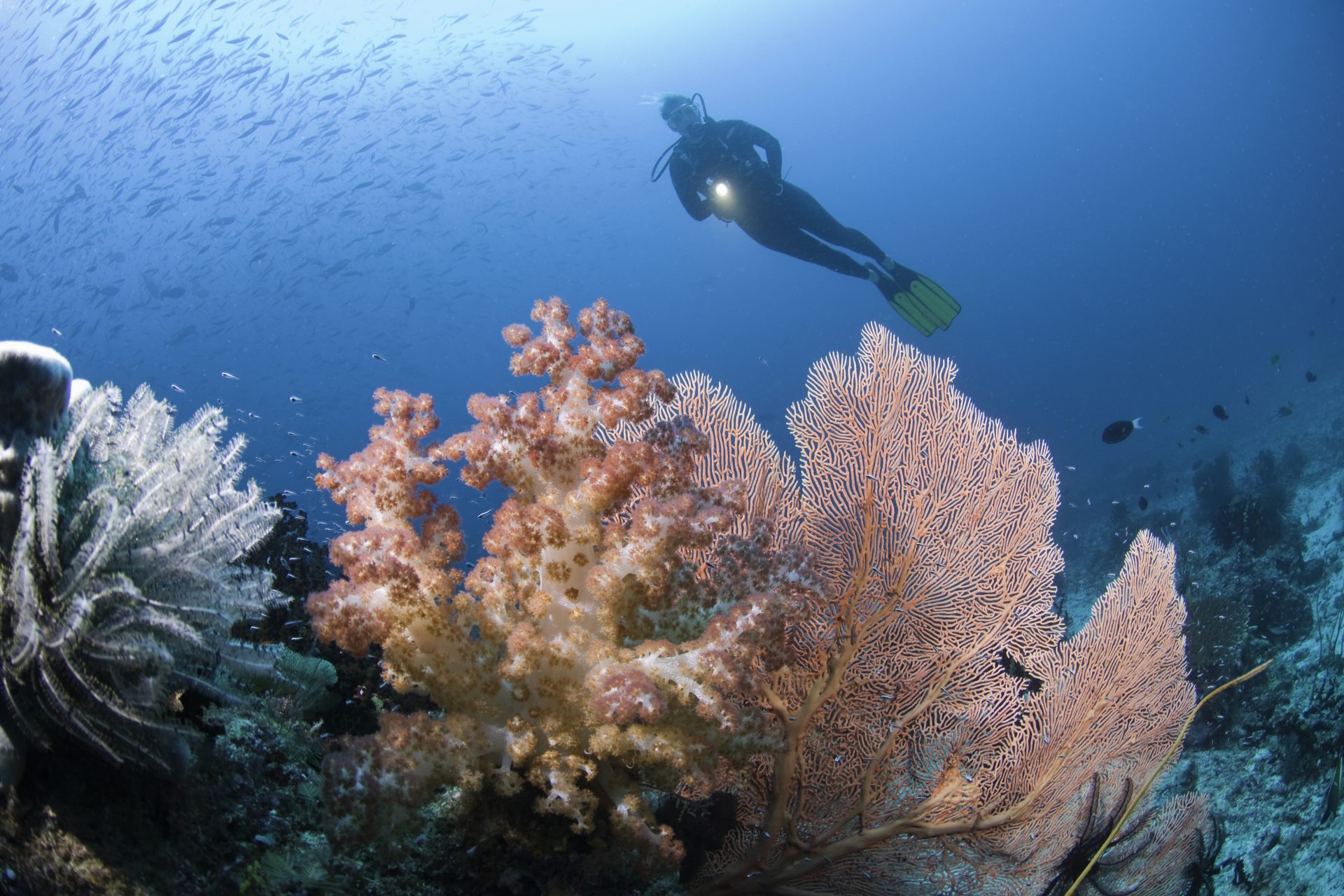 Discover the Bajau: A unique people with a genetic adaptation for ocean ...