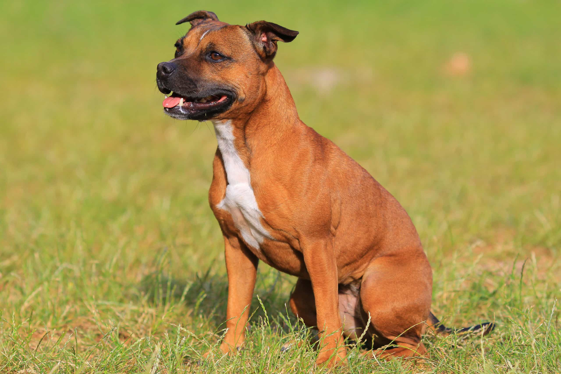 Titan, il bulldog XXL scappato che ha massacrato un uomo fino alla morte